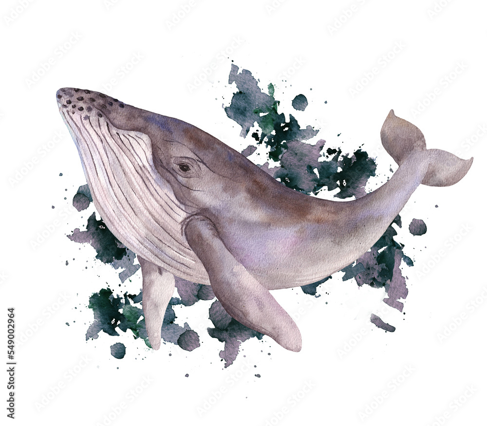 Watercolor Whale Clip Art, Ocean Animals PNG, Under the Sea Sublimation ...