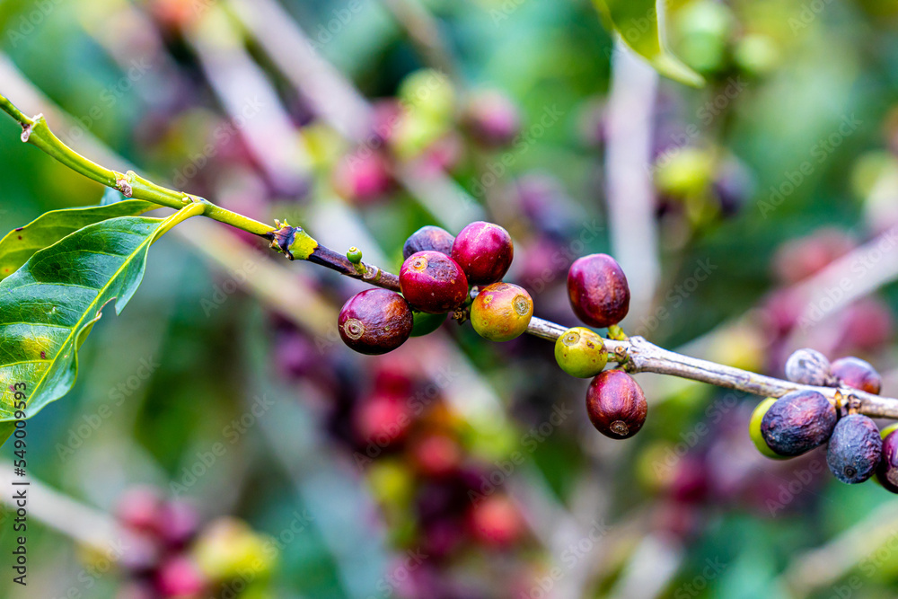 Stock-Foto „Fungus in plants destroys coffee beans. Coffee beans are ...