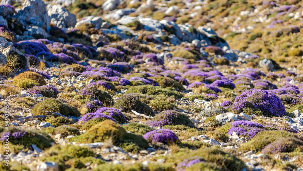 Blooming thyme in the mountains CreteьGreece. Thymus capitatus, woody ...