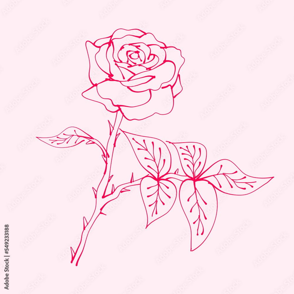 hand drawn roses eith leaf. pink outline. drawing of rose flower. Rose ...