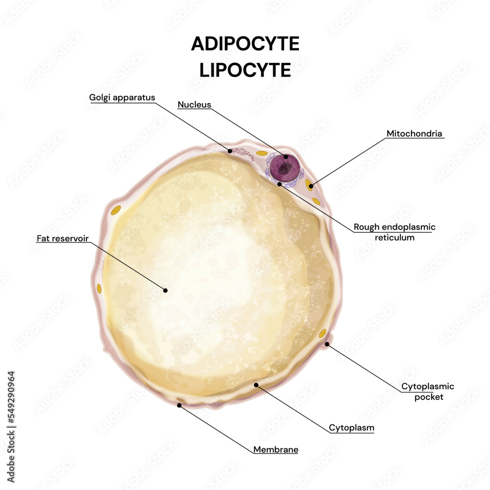 Adipocyte cell.Lipocyte cell. Structure of Adipocyte.White fat cell ...