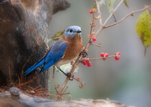 Blue Bird Red Berries Free Stock Photo - Public Domain Pictures