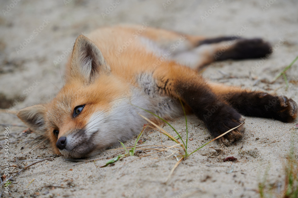 Adorable wild baby red fox laying down at the beach, Nova Scotia, Canada Stock Photo | Adobe Stock
