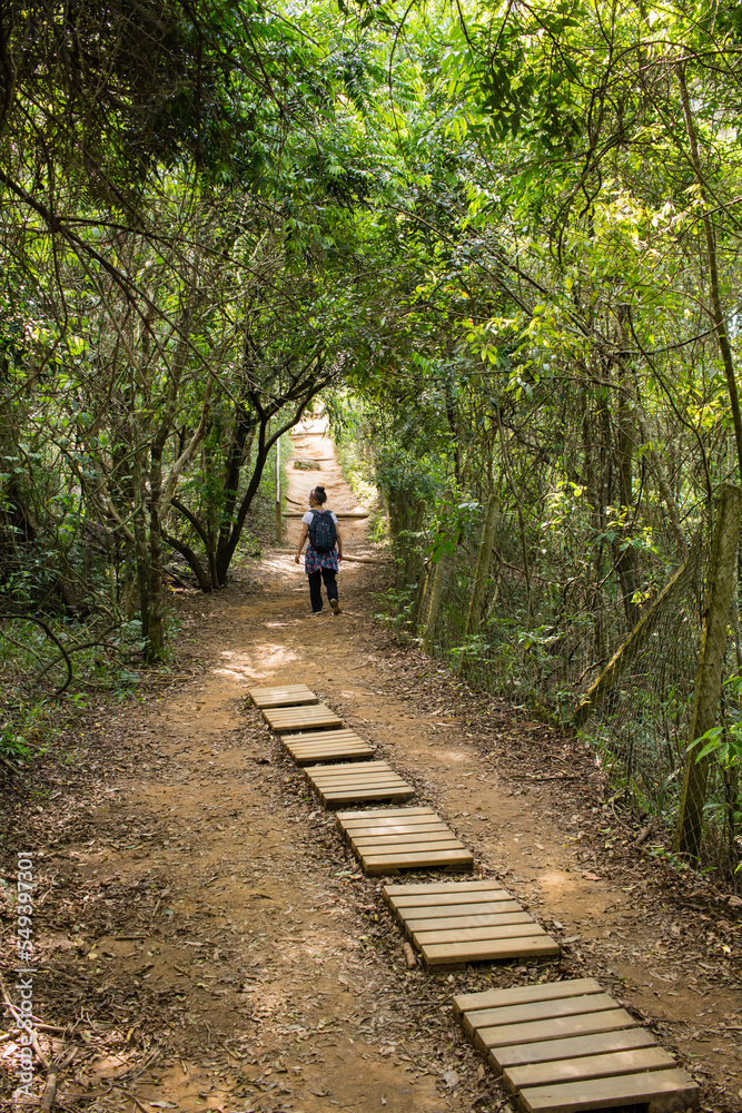 Foto de Stock Mata Atlântica na Trilha do Pai Zé - SAO PAULO, SP ...