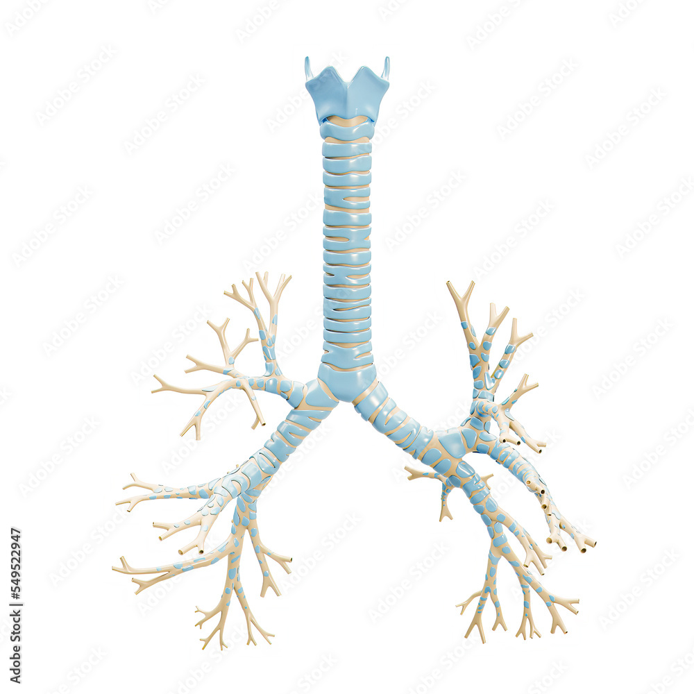 Ilustración de Stock Accurate bronchial tree with trachea and thyroid ...