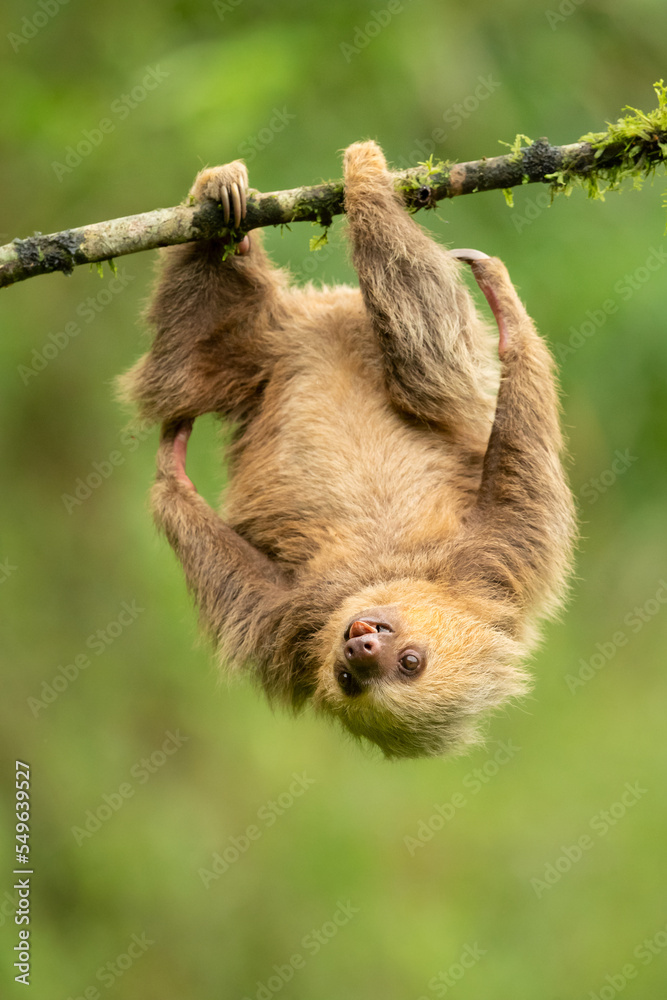 Hoffmann's two-toed sloth (Choloepus hoffmanni), also known as the ...