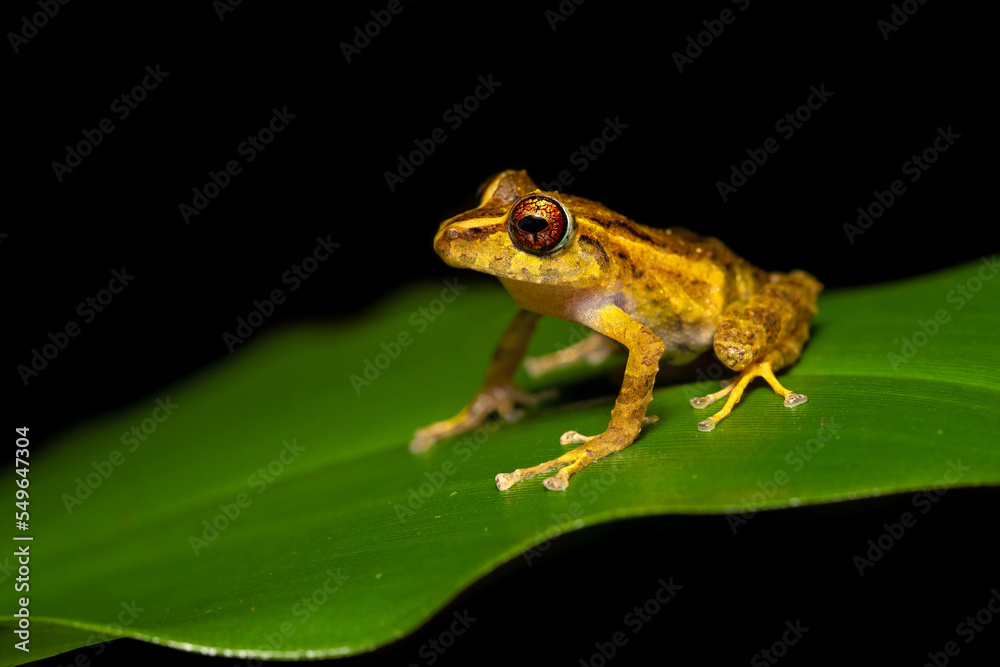 Pristimantis cruentus is a species of frog in the family Strabomantidae ...
