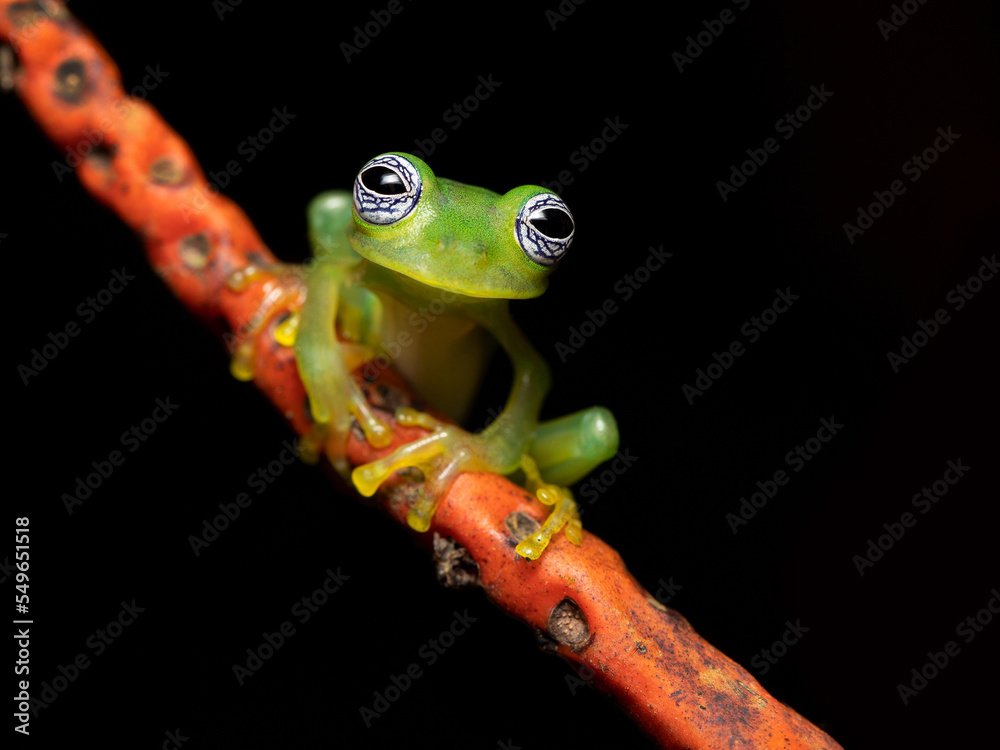 Photo Stock Sachatamia ilex is a species of frog in the family ...