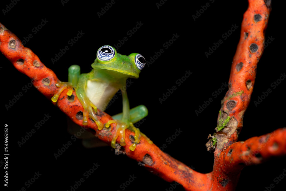Fotografie Sachatamia ilex is a species of frog in the family ...