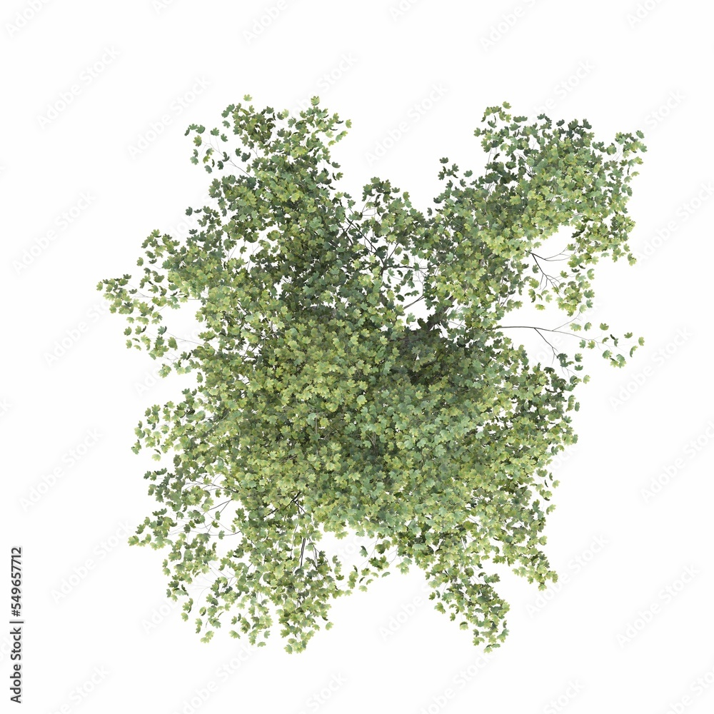 tree top view, isolated on white background, 3D illustration, cg render ...