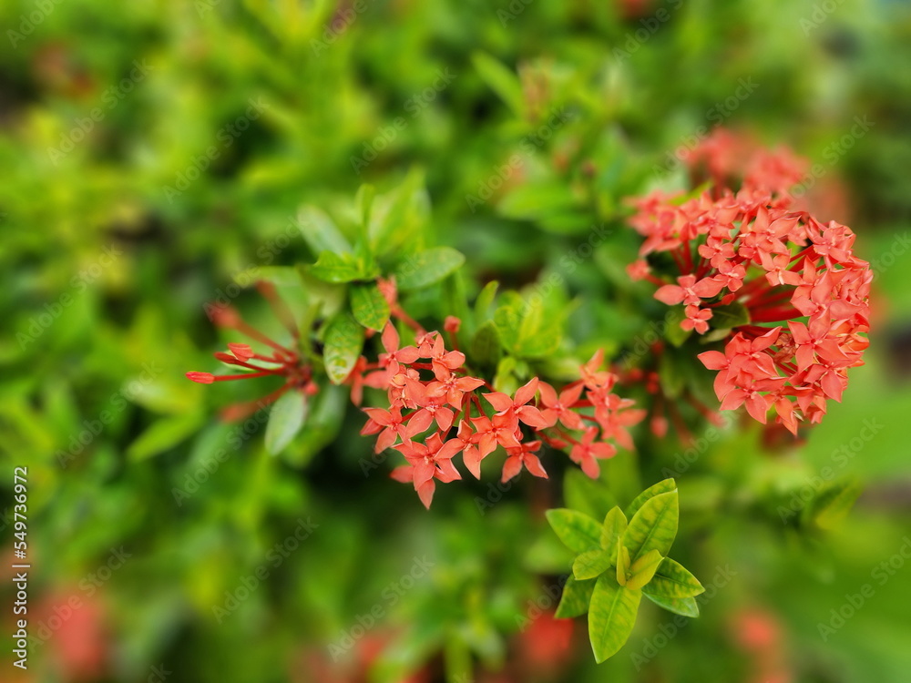 Ixora chinensis Lamk or West Indian Jasmine flowers are red, green ...