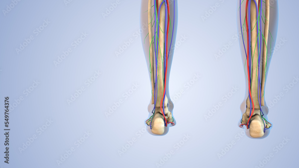Human leg anatomy with skeleton, arteries,veins, nerves, and lymph ...