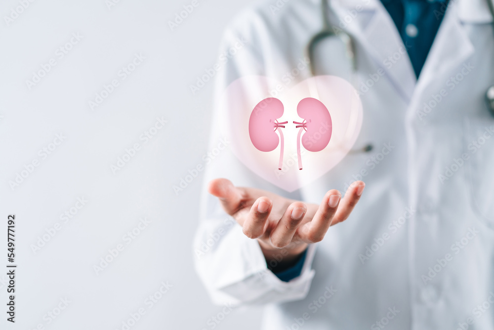 doctor in a white coat holding kidney organ, chronic kidney disease ...