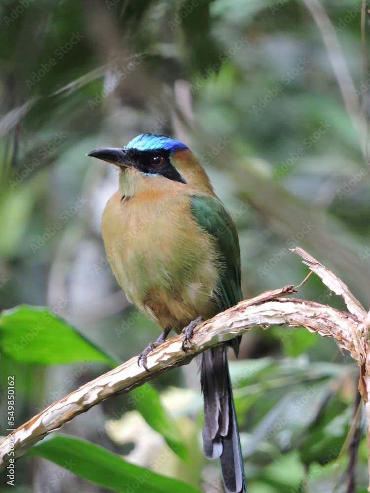 Photograph taken in Colombia in the department of Meta Common Name ...