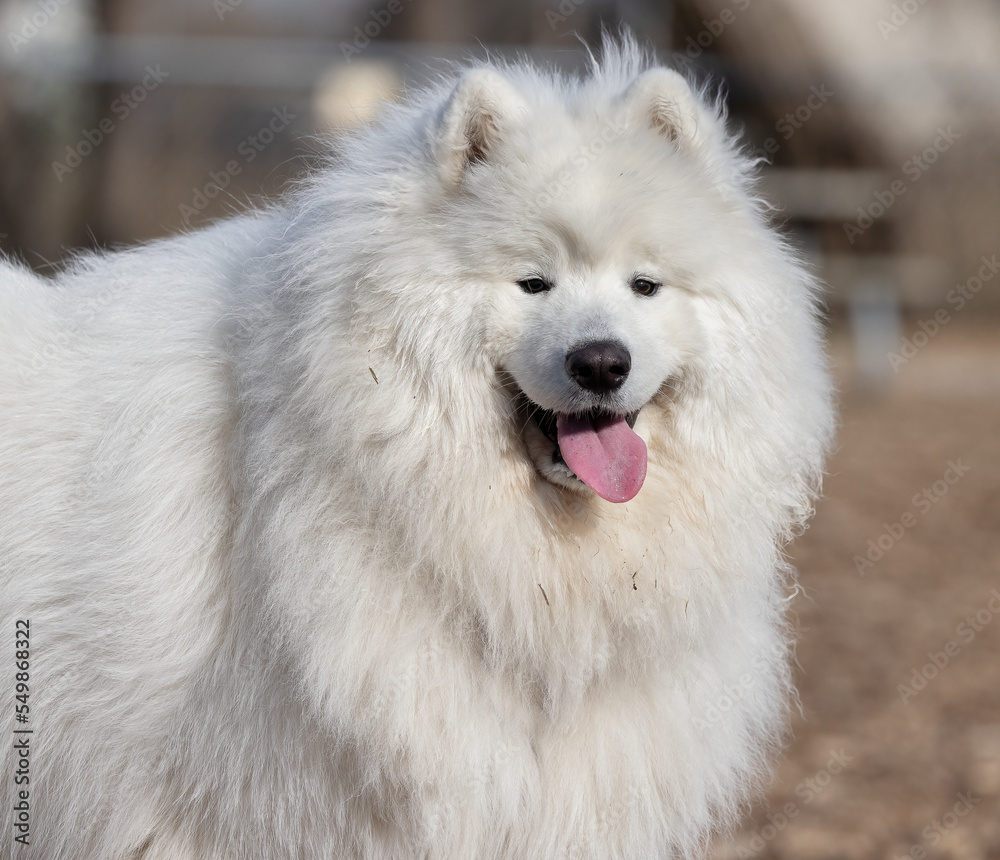 The Samoyed is a breed of medium sized herding dogs with thick, white ...