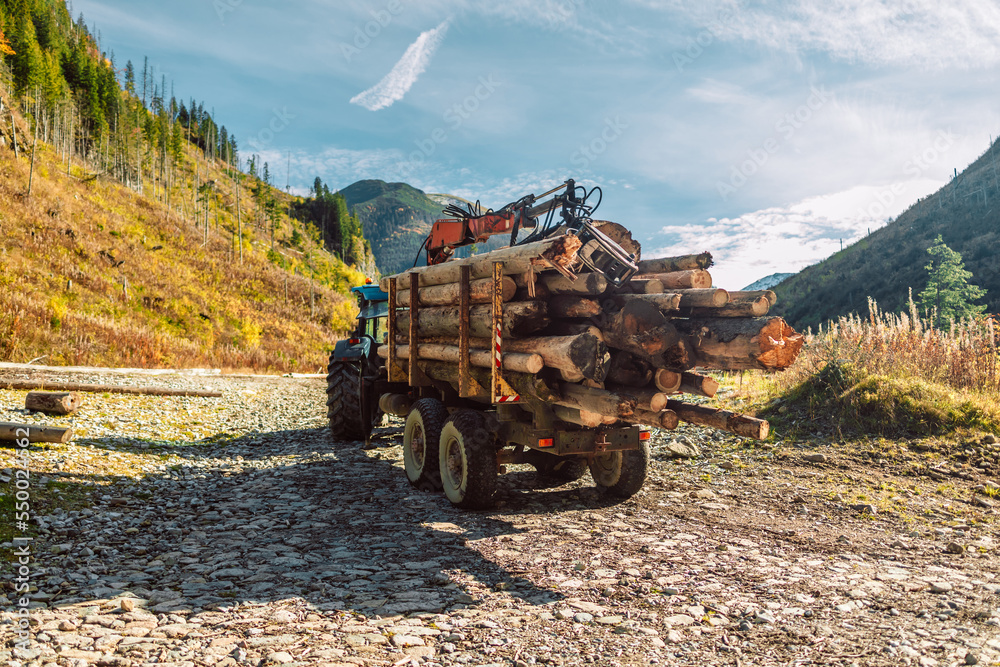 Forest industry. Wheel mounted loader, timber grab. Felling of trees ...