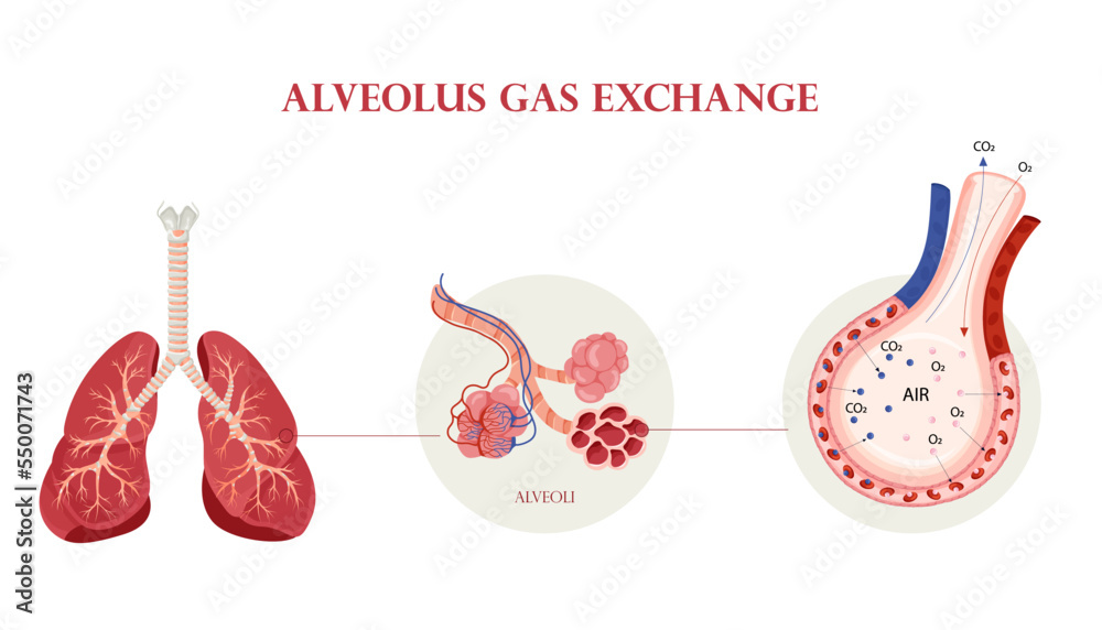 Human lung anatomy, alveoli structure and gas exchange scheme Stock ...