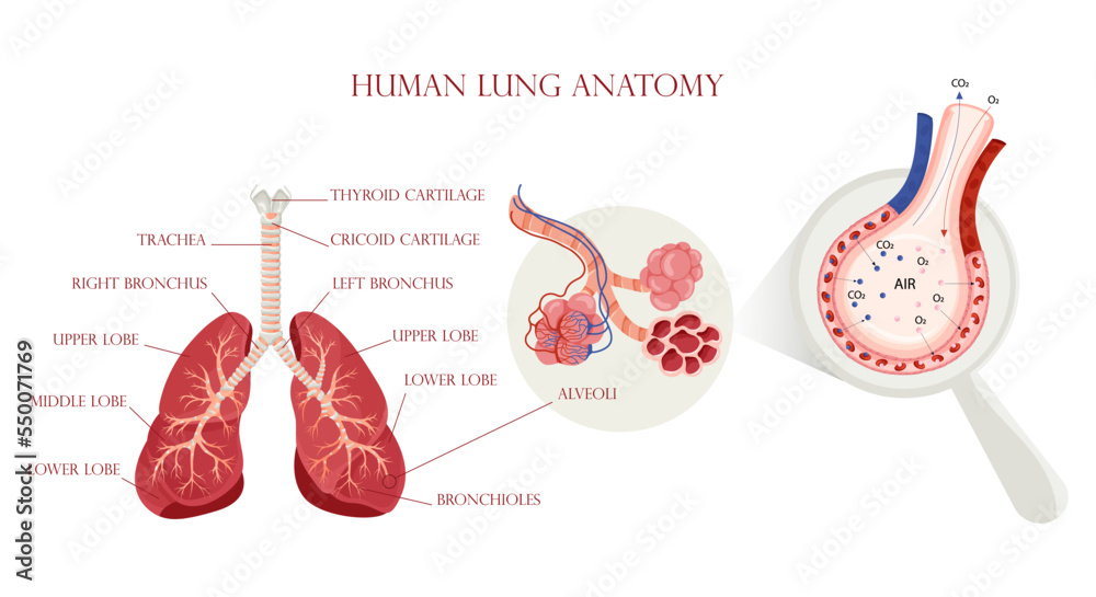 Lung anatomy, alveoli structure and gas exchange scheme Stock Vector ...