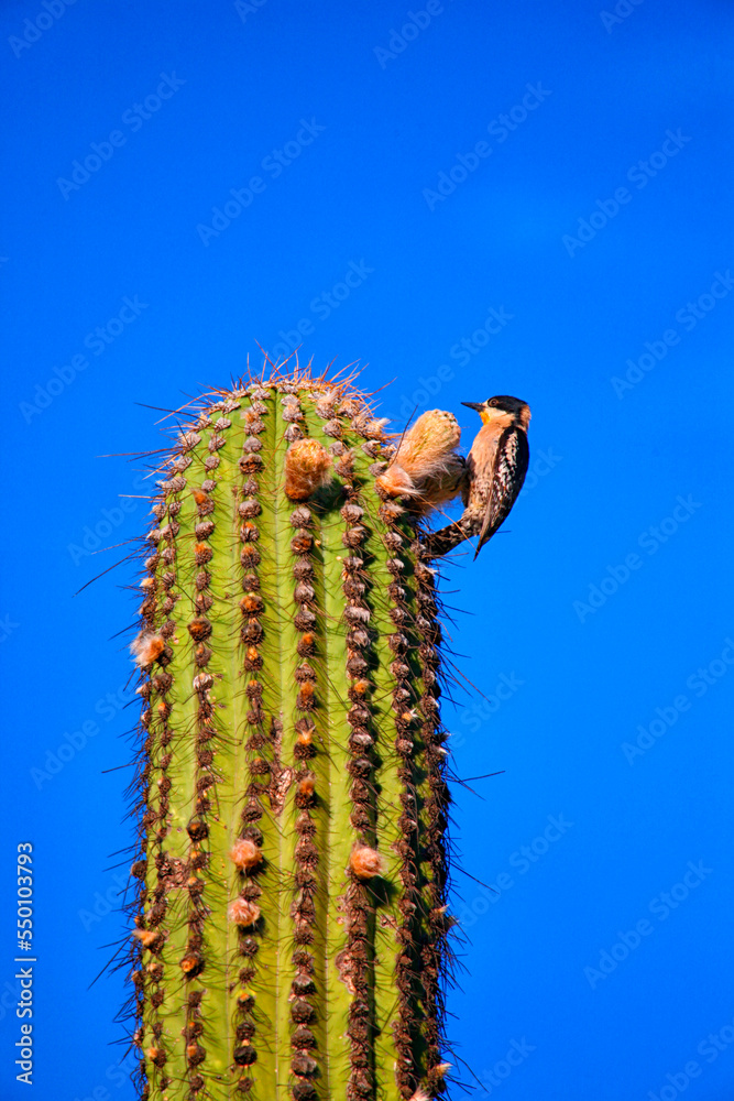 Colaptes melanochloros is the scientific name of the bird woodpecker ...