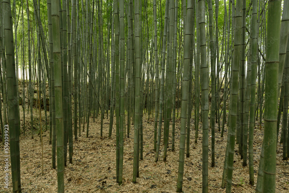 Caving Expedition to explore the caves of the Tongzi mastersystem in ...