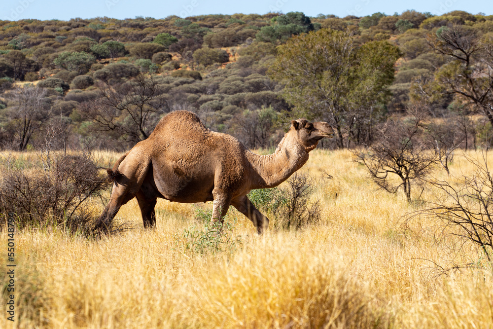 Wild feral camel in the Australian outback. Stock Photo | Adobe Stock