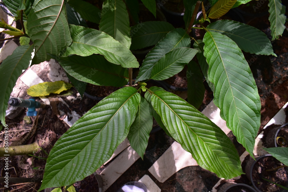 KRATOM LEAVES (Mitragyna speciosa) native plant of Southeast Asia ...