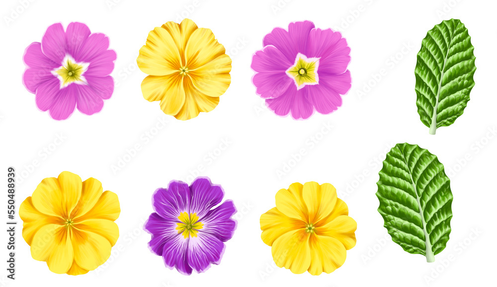 drawing flowers of yellow and purple primrose and green leaves isolated ...