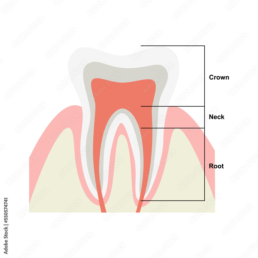 Image vectorielle Stock Human tooth structure vector diagram. Cross section scheme representing ...