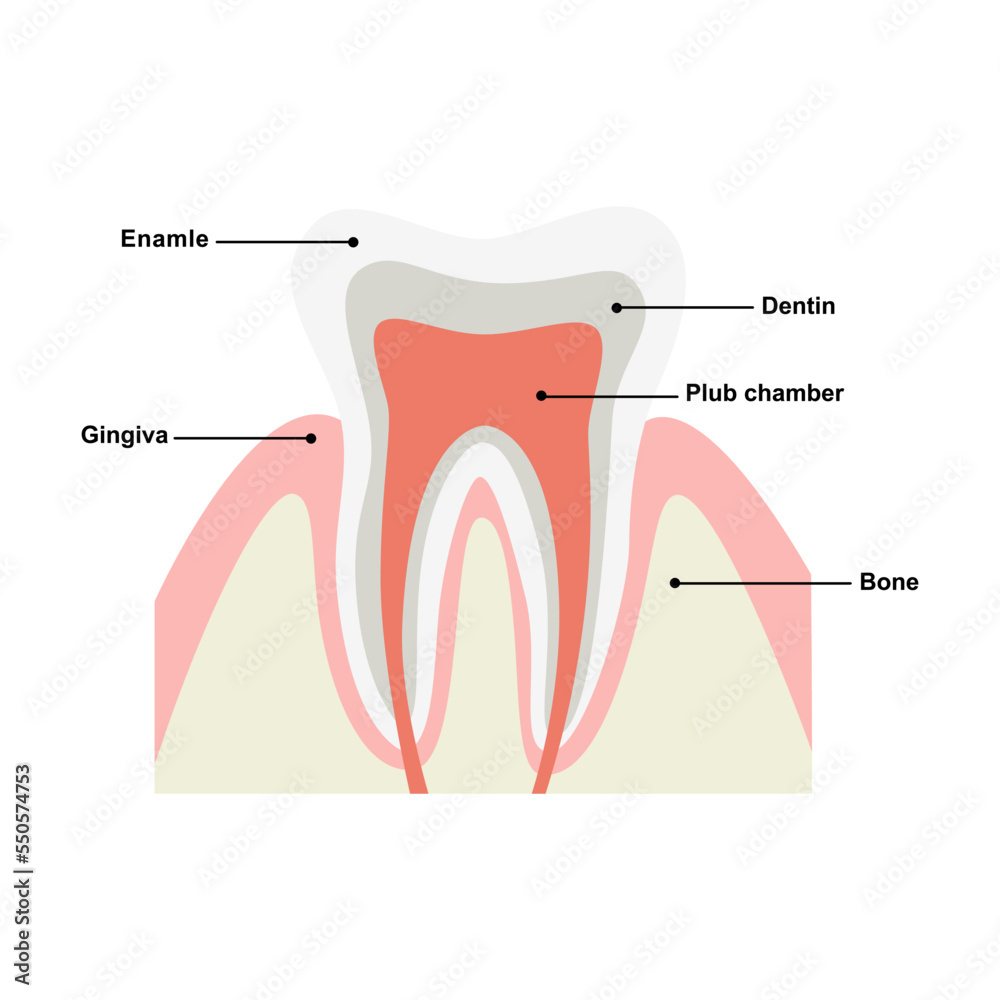 Human tooth structure vector diagram. Cross section scheme representing ...