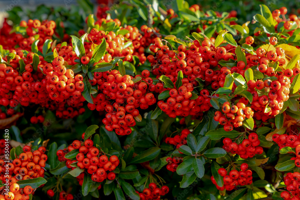 Selective focus of ripe red orange berries of Pyracantha coccinea in ...
