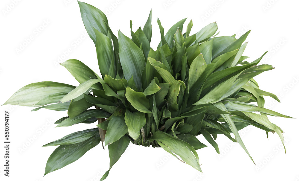 Isolated PNG cutout of a plant on a transparent background Stock Photo ...