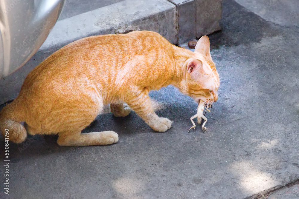 Feral cat caught a lizard and eats with appetite. Cat lovers should not ...