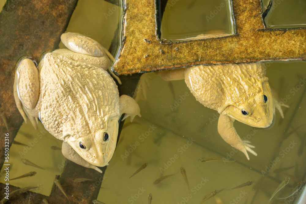 Two golden big toad living in fish hatchery. Toads are amphibians. They ...