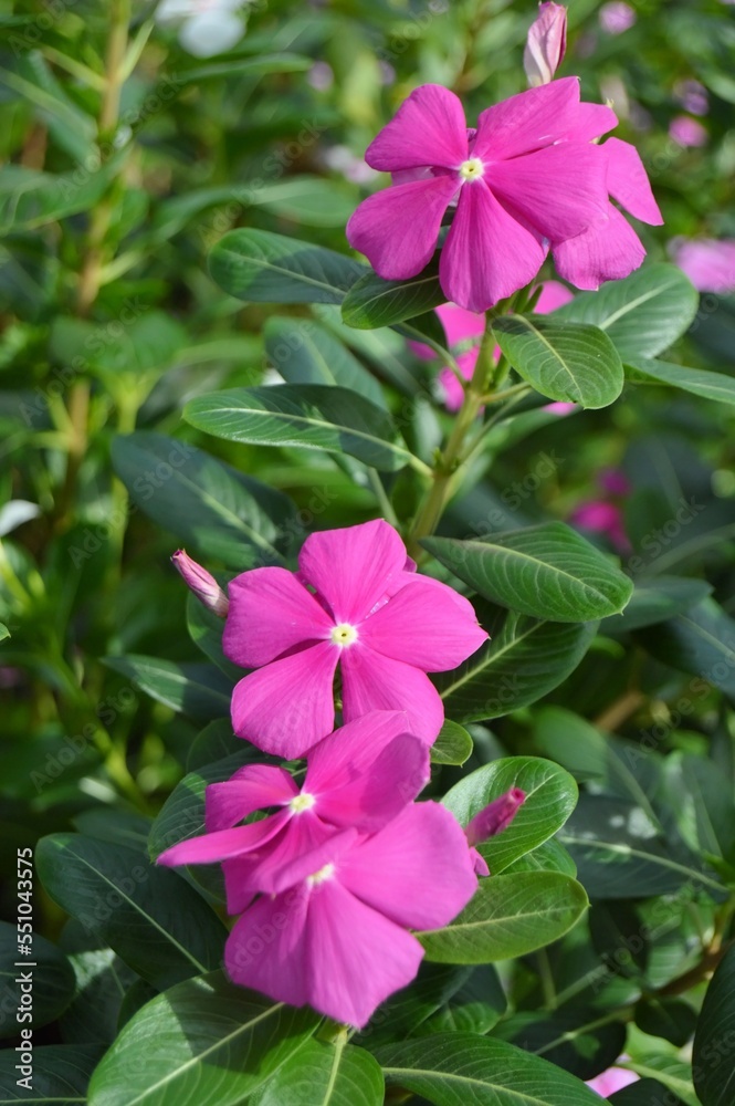 Kota Tua, Jakarta, Indonesia – October 28, 2022: Catharanthus Roseus ...