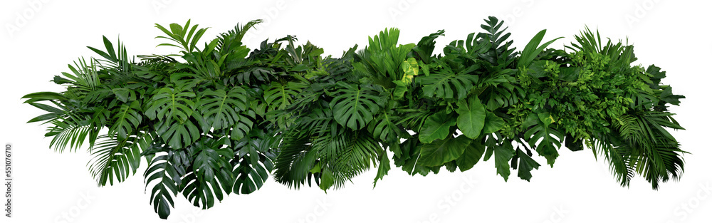 Plant leaves Green nature Tropical forest isolated on transparent ...