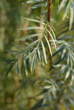 Background With Khakibos Free Stock Photo - Public Domain Pictures