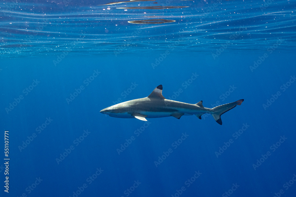blacktip shark hunting on a polynesian coral reef Stock Photo | Adobe Stock