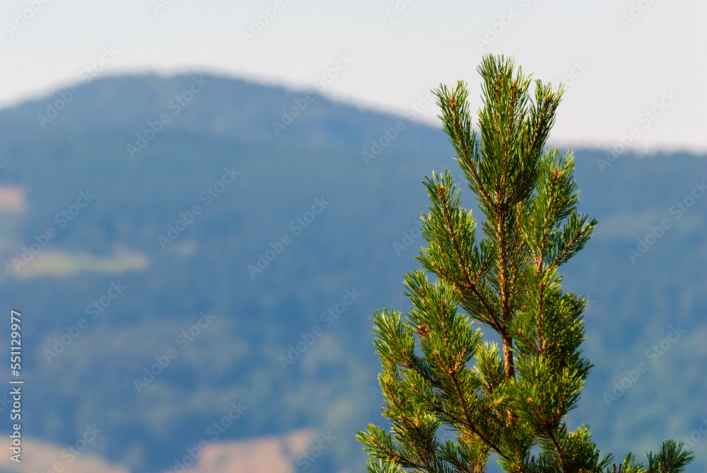 Cime d'un arbre conifère dans le massif vosgien, Vosges, Alsace, France ...