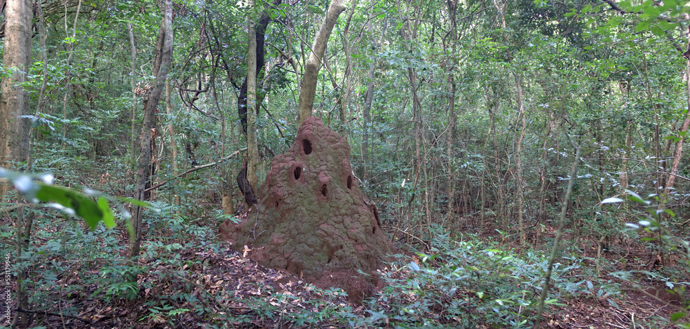 Lower Montane Evergreen Mixed Rain Forests of Sri Lanka. Large mound of ...