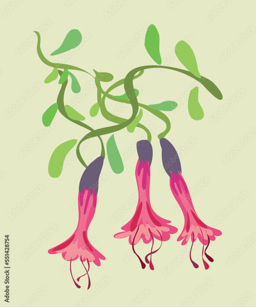 sacred flower of incas vector illustration Stock Vector | Adobe Stock