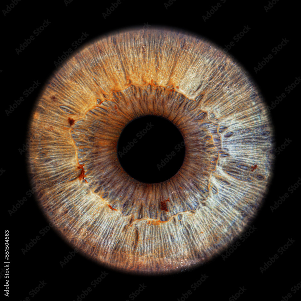 Brown eye iris - human eye Stock Photo | Adobe Stock