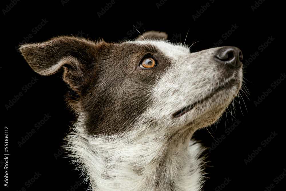 Elegant head portrait of a brown and white crossbreed mongrel dog in ...