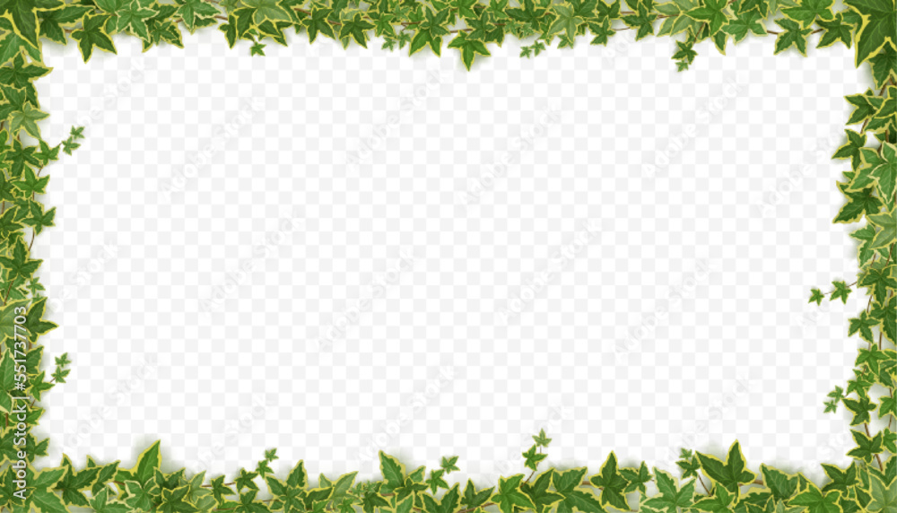 Frame of ivy vines with green leaves. Garden wall decoration with ...