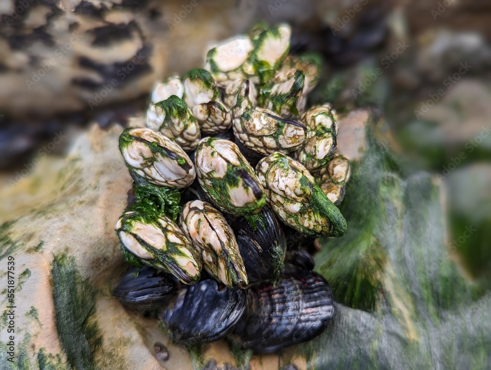 moss on gooseneck barnacles, California mussels, intertidal ecosystems ...