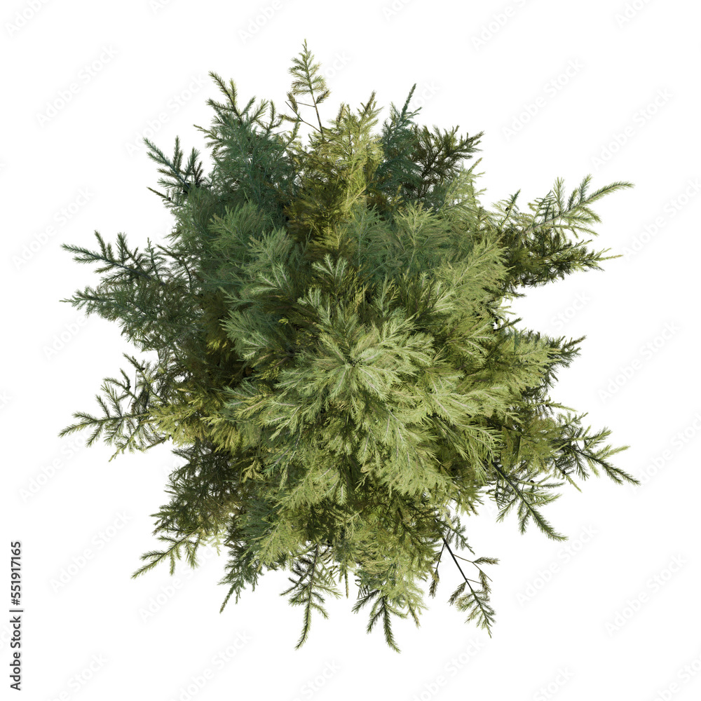 Picea obovata, the Siberian spruce, 3d rendering of siberian tree on ...