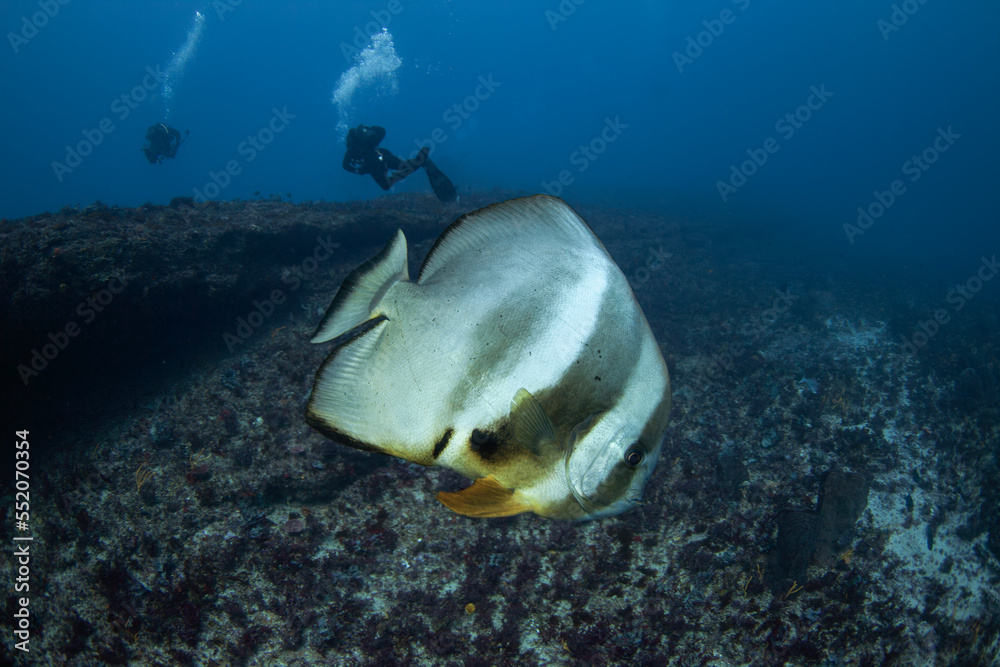 Batfish in the shoal. Shoal of fish on the bottom of the Indian ocean ...