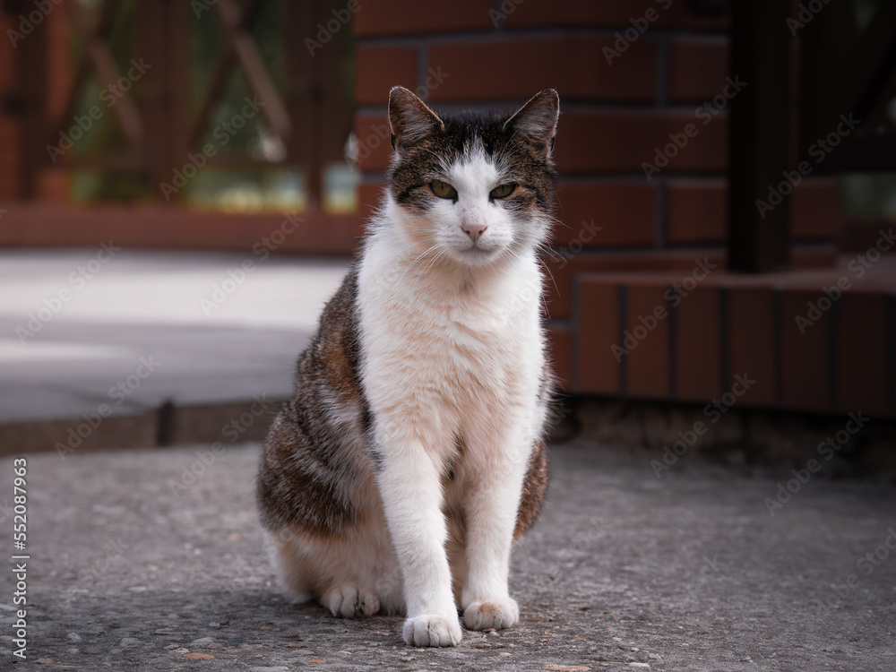 Dangerous cat, dangerous animal, the cat looks at the photographer and ...