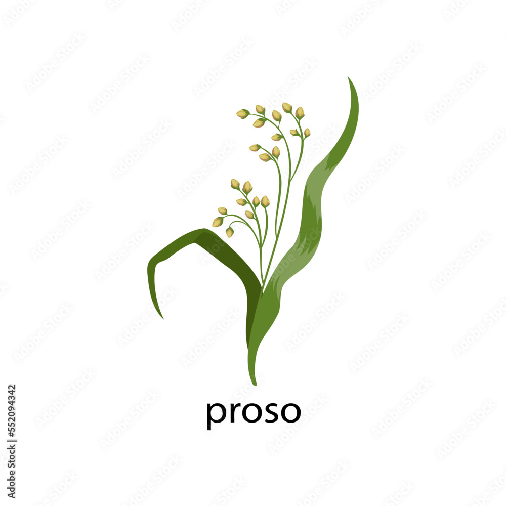Proso cereal crop cartoon illustration. Proso with green leaves ...