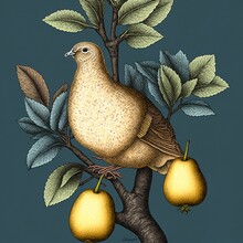 Partridge In A Pear Tree Free Stock Photo - Public Domain Pictures