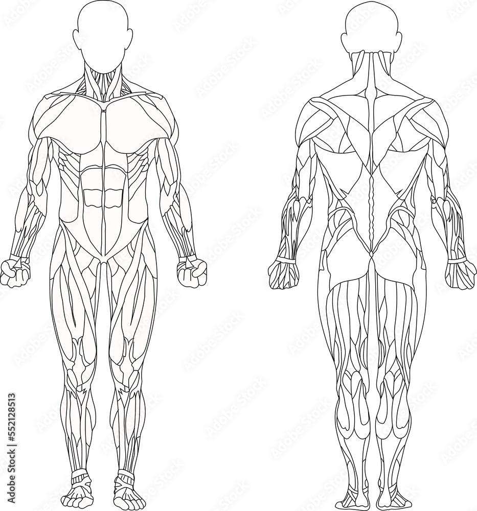 Human body, muscular system, human anatomy, front view, rear view Stock ...